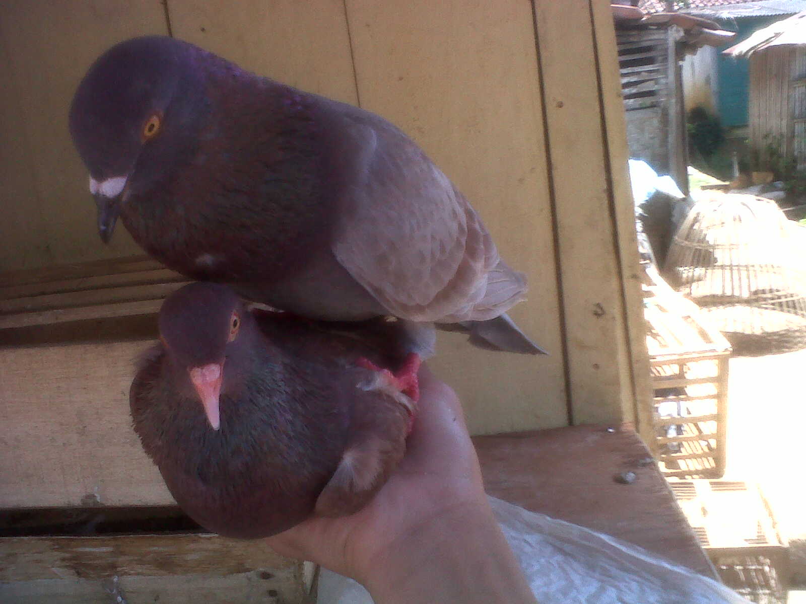merpati tinggian: burung merpati tinggi