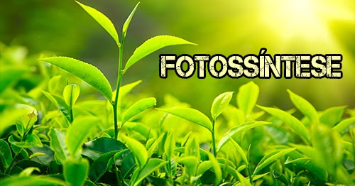 TERRA E UNIVERSO: A IMPORTÂNCIA DA FOTOSSÍNTESE