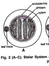 Department of Botany, Girraj Govt. College: Stelar Evolution in ...