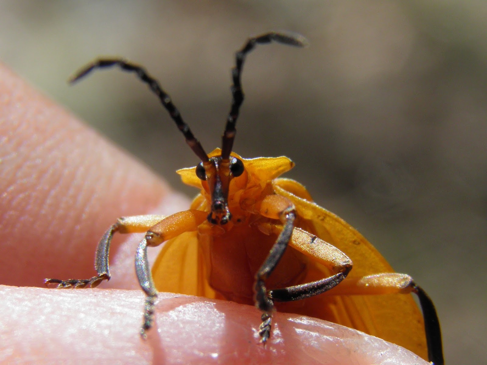 Arizona: Beetles, Bugs, Birds and more: 2017
