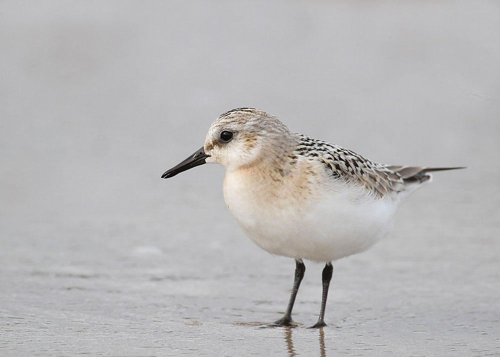 Richard Smith - Birdwatching Days Out: Sanderling and Baird's Sandpiper ...