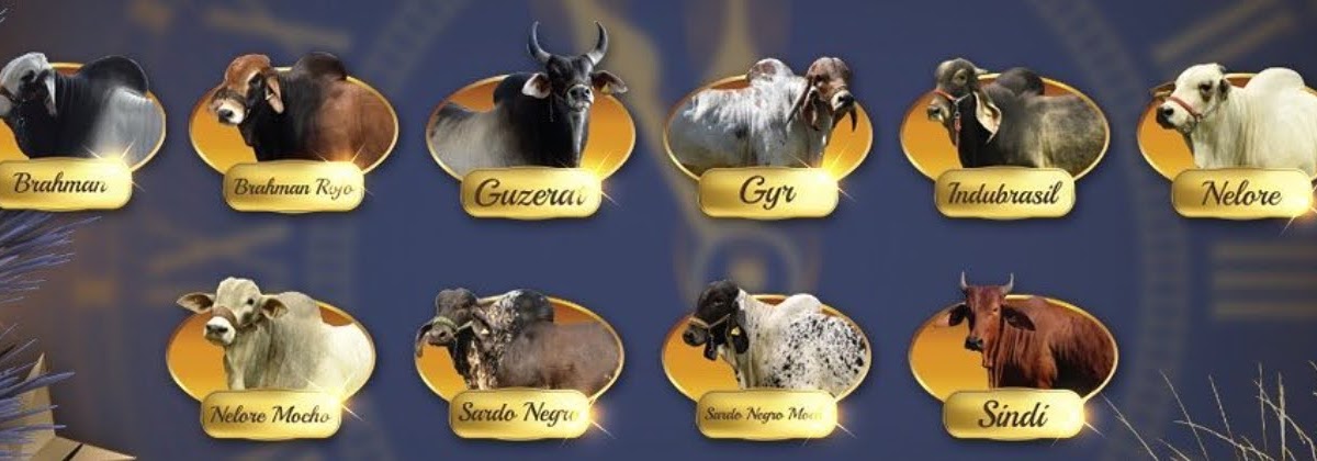 CEBÚ ♥ ♥ ♥ ZEBÚ♔♕♖♗♘ LA PASIÓN POR EL #CEBÚ #ZEBU: DEFINICIÓN Y ...