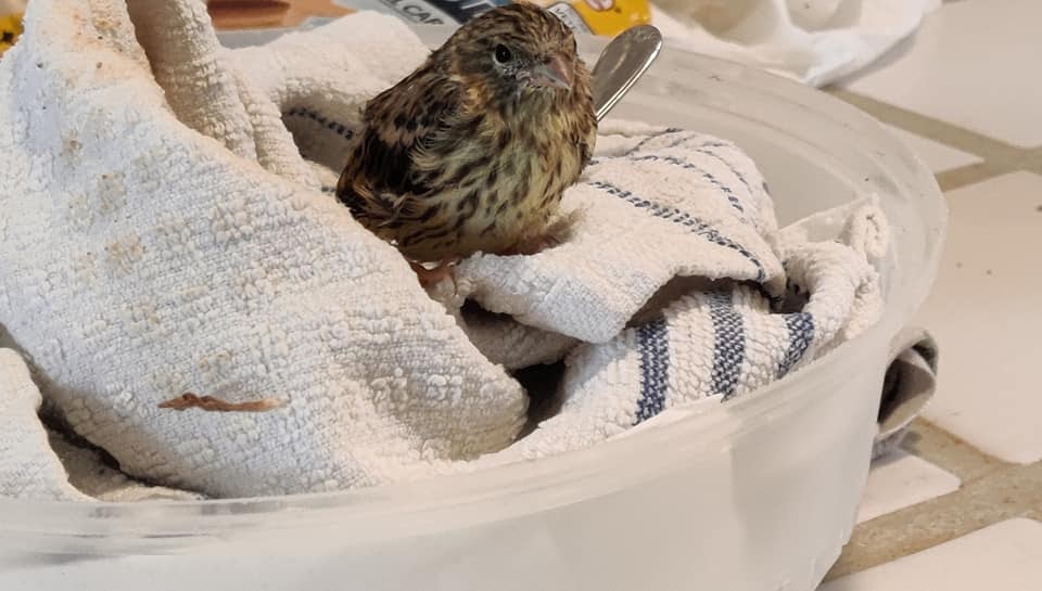 Diario del Aire: DIARIO DEL AIRE: EL POLLO MOJADO DE MALVÍS O BISBITA