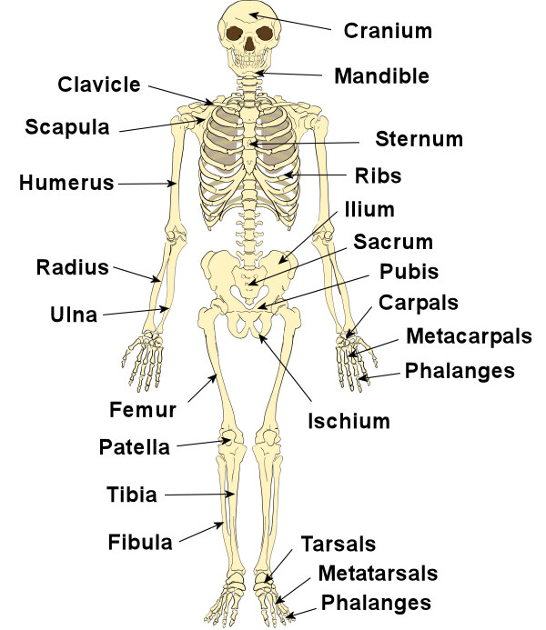 THE HUMAN SKELETON - PHYSIO STUDY