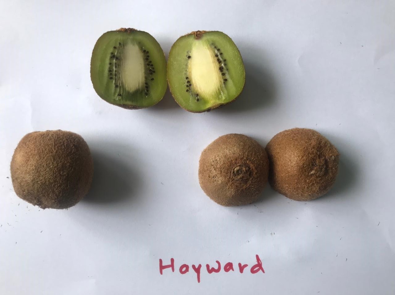 Kiwi Fruit: VARIETIES in Details! ( किवीफलका जातहरु )