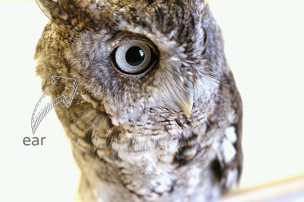 Good Natured Fur Feathers Scales Screech Owl good-natured-fur-feathers-scales-screech-owl