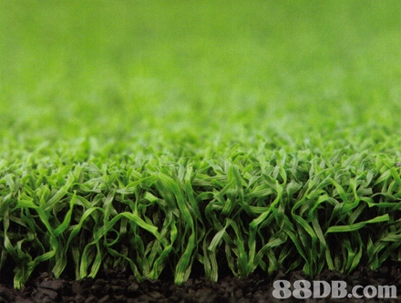 Proses Pembuatan Rumput Lapangan Bola | Anak Kampoeng