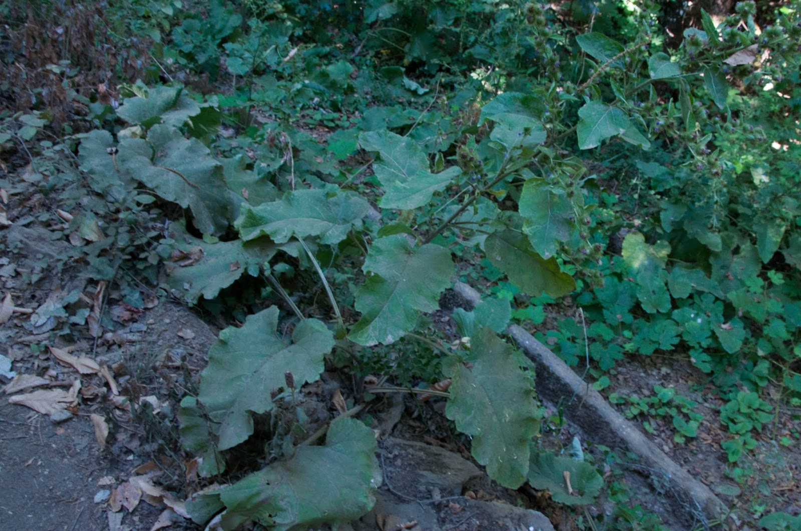 Desde Alájar: Lampazo menor o bardana
