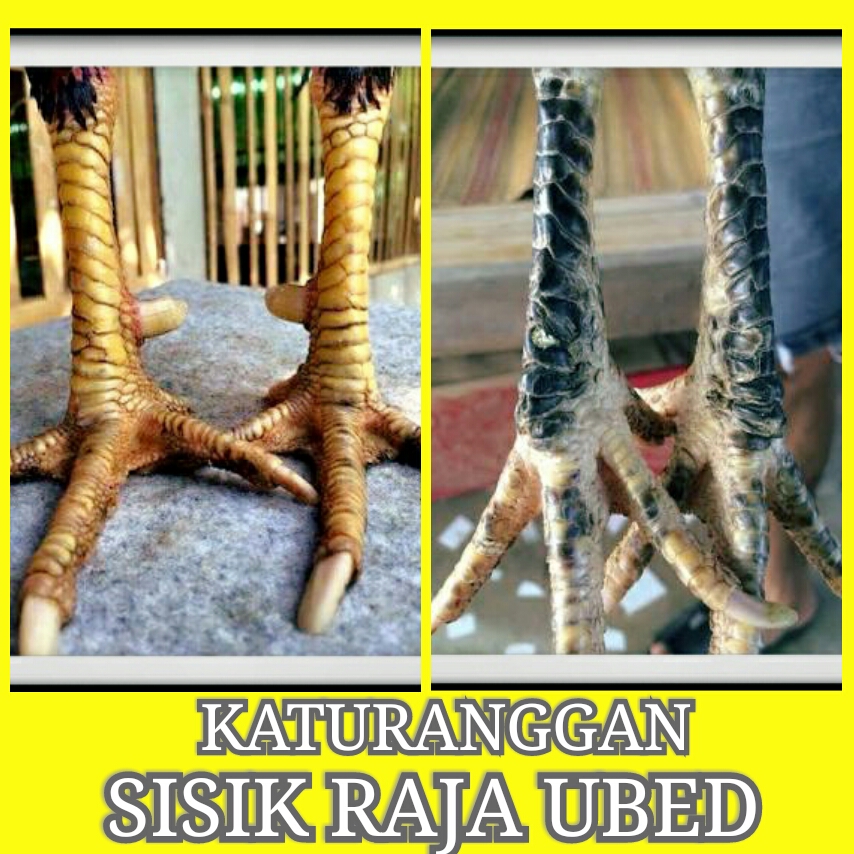 16 MACAM JENIS SISIK KAKI AYAM UNGGULAN TERPOPULER | AYAM JAWARA KITA
