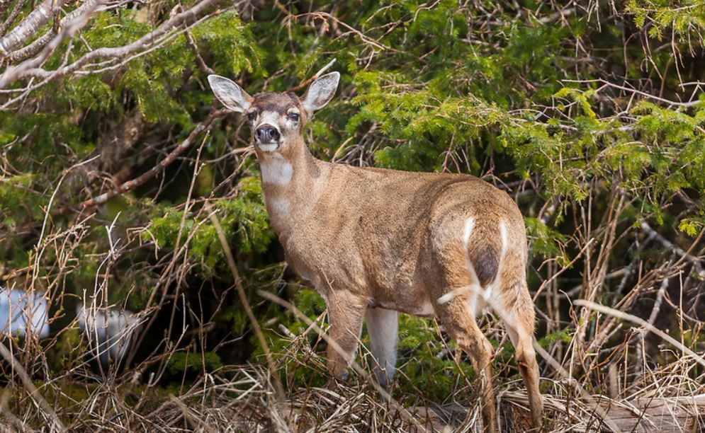 Sitka Blacktail Deer Hunting in Alaska