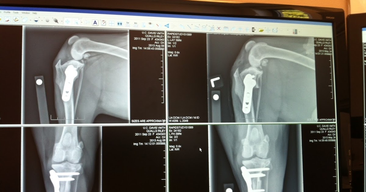 Living the life of Riley: TPLO Recovery Week 10 - 100% Healed!