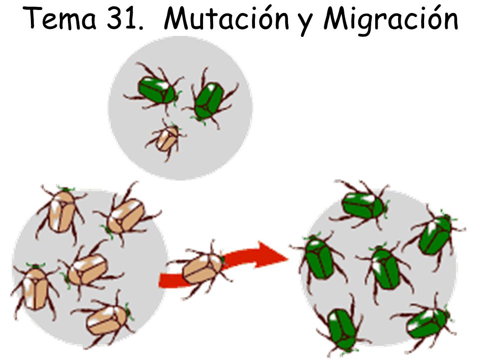 Genética Evolutiva y de Poblaciones ~ Ramas de la Genética