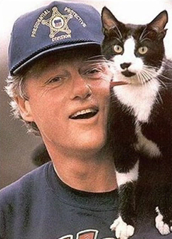 Día Internacional de Gato 2012 | Gatitos Adorables