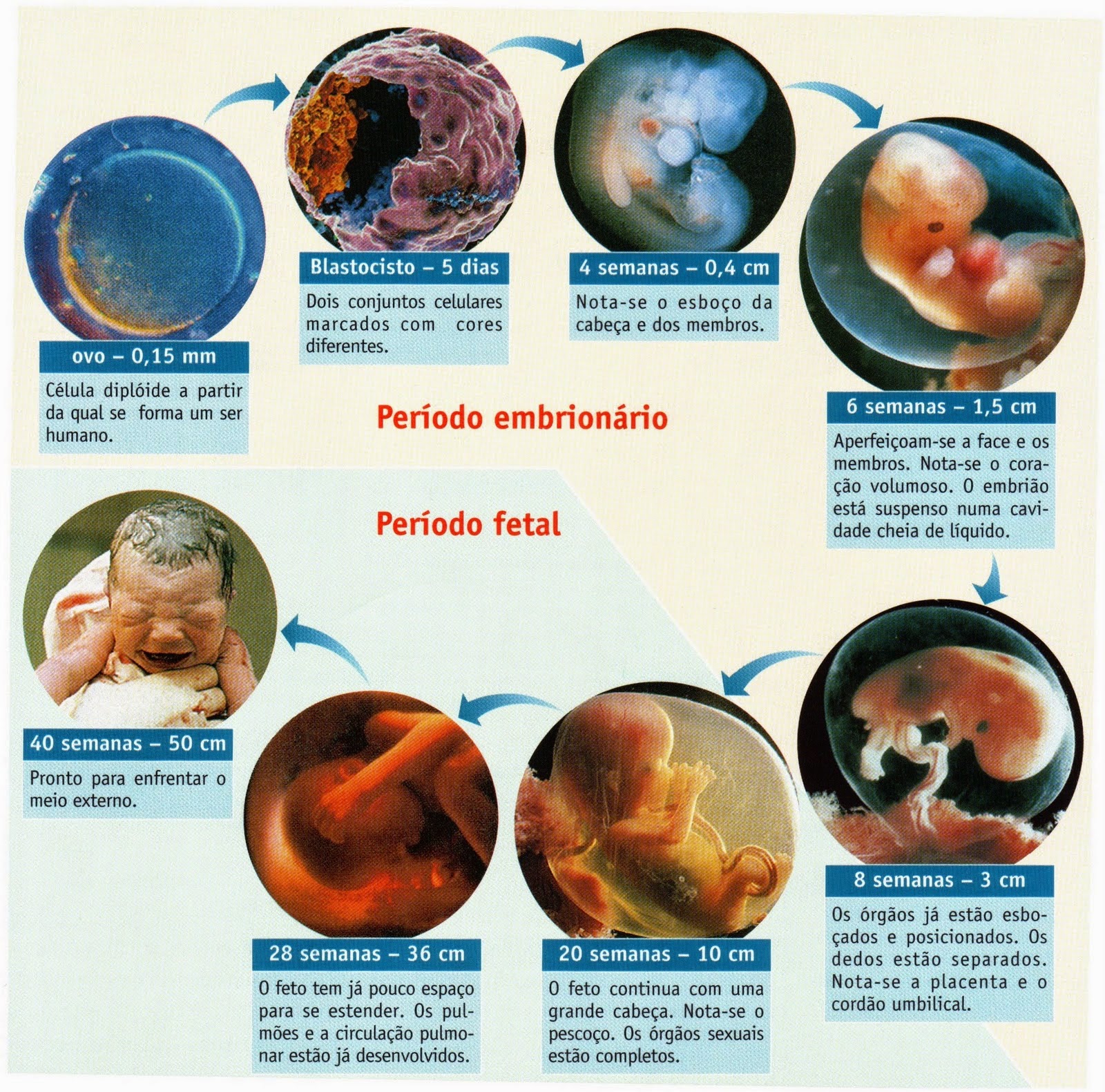 TecAulas: Infográficos Sobre Gravidez