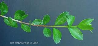 life is beautiful: Henna (INAI), Tanaman Penuh Pesona