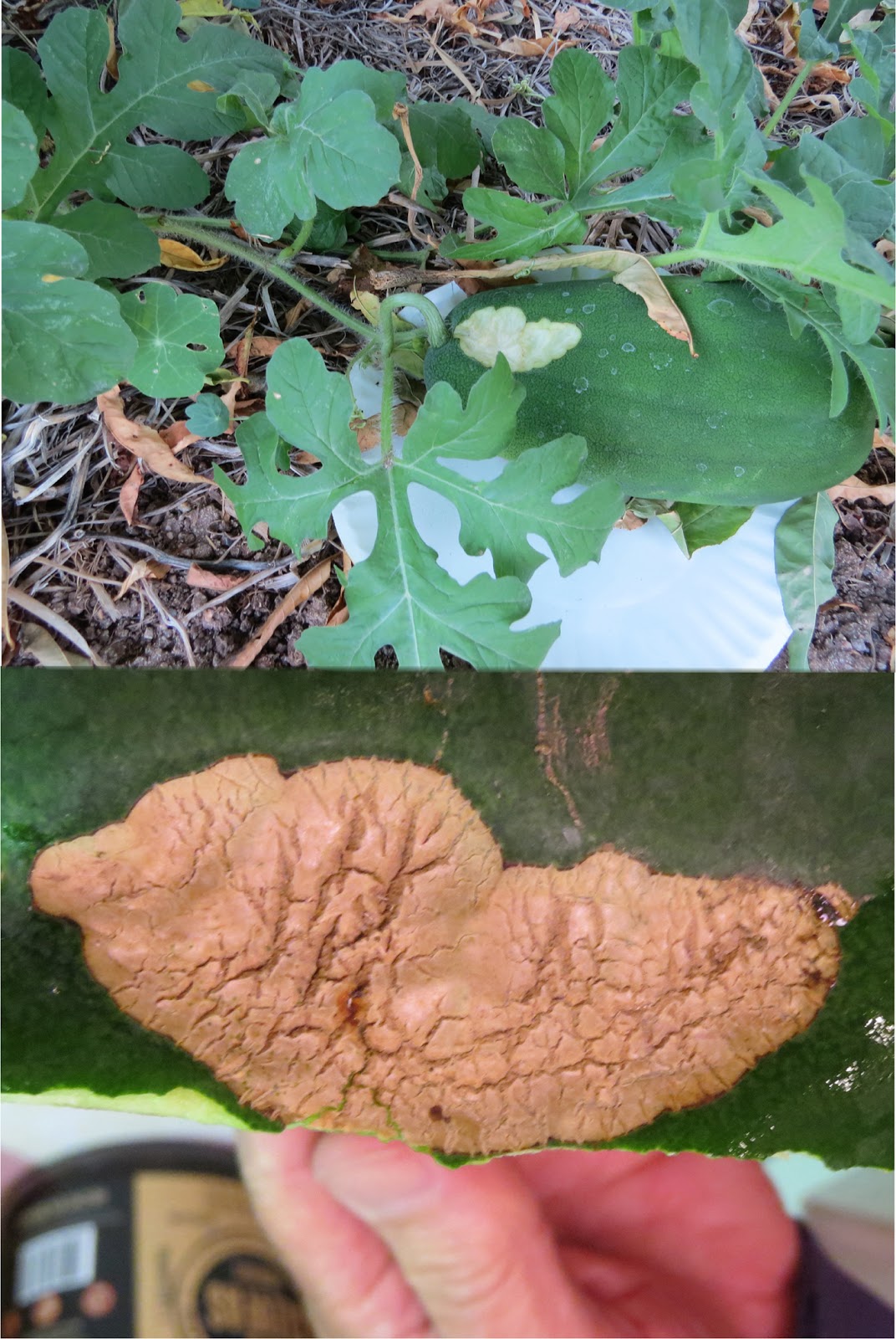 Edible Herbs, Flowers & Other Edibles - Grow Your Own Dinner!: Let me ...