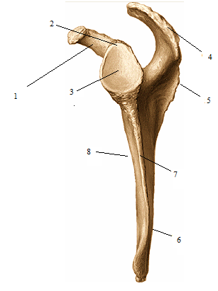 FISIOTERAPIA: HUESOS