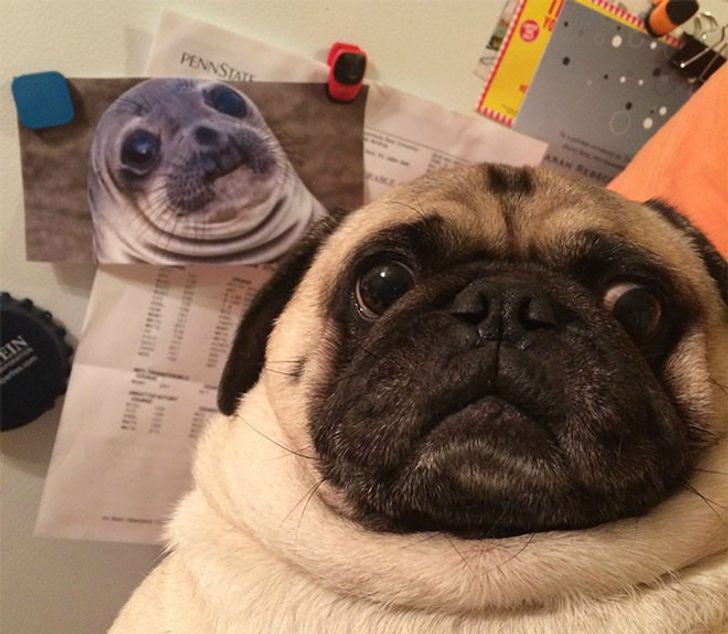 20+ Animals Who Can Cheer You Up Better Than Any Comedian