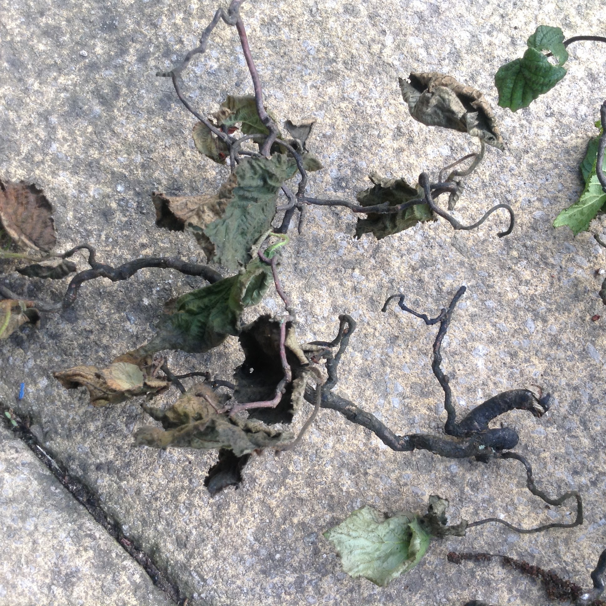 Rachel the Gardener: Curly Hazel problems!