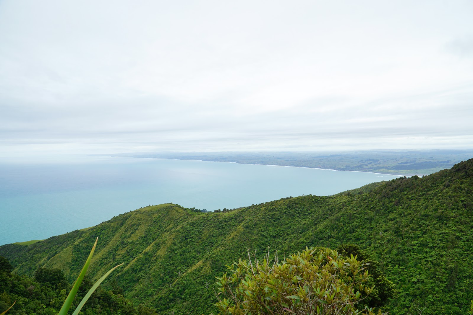 Karioi Track (Pirongia Forest Park) ~ The Long Way's Better