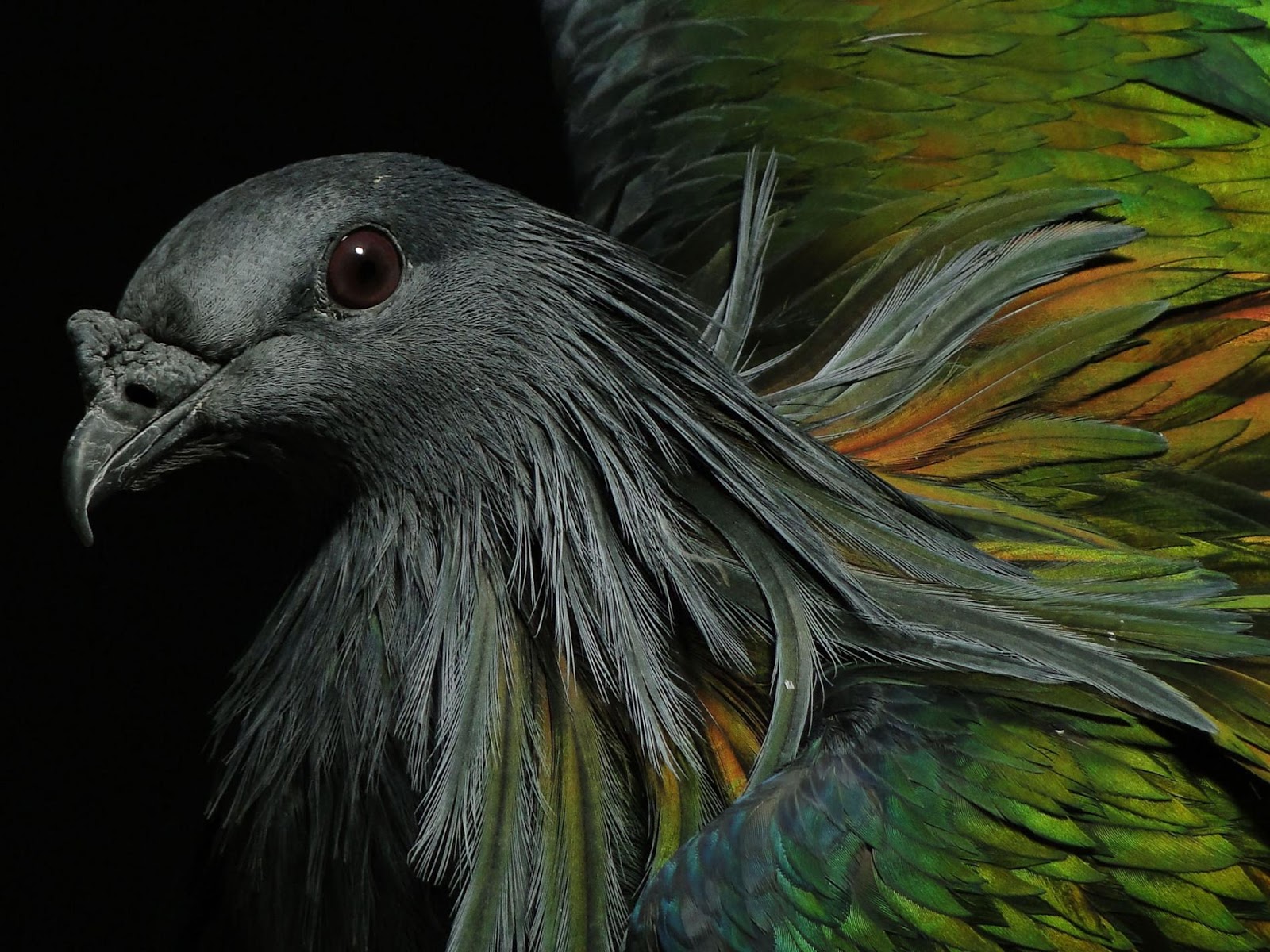 Alguns dos Animais Mais Coloridos do Planeta - Mundo em Fotos