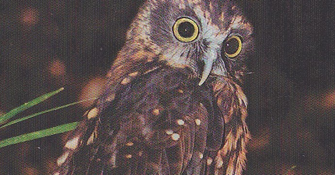 Postcard A La Carte: New Zealand - Morepork - Ruru Owl