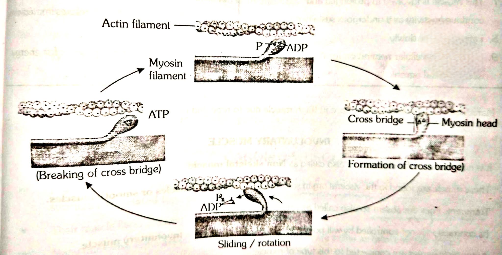 MECHANISM OF MUSCLE CONTRACTION