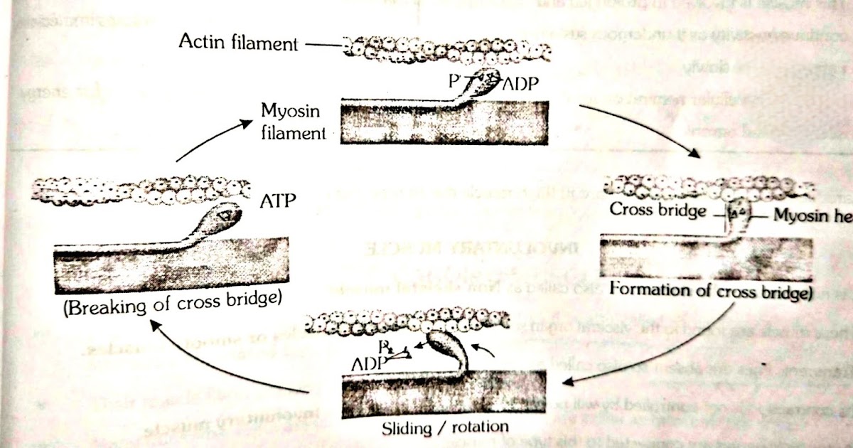 MECHANISM OF MUSCLE CONTRACTION