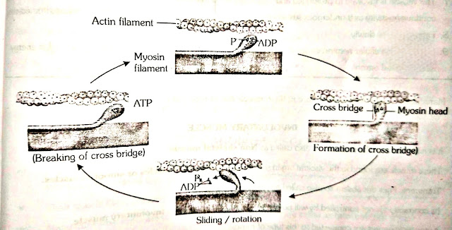 MECHANISM OF MUSCLE CONTRACTION