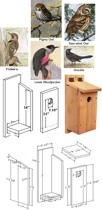 Great Horned Owl House Plan
