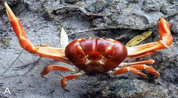 Kepiting 'Raksasa' Ditemukan di Kosta Rika | MASKOLIS