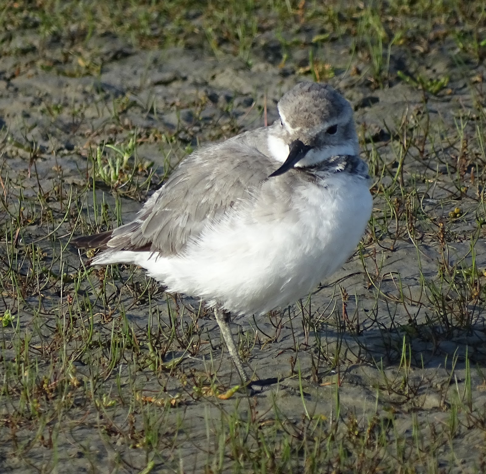 A Field Notebook: Wrybills at Lake Ellesmere, Christchurch