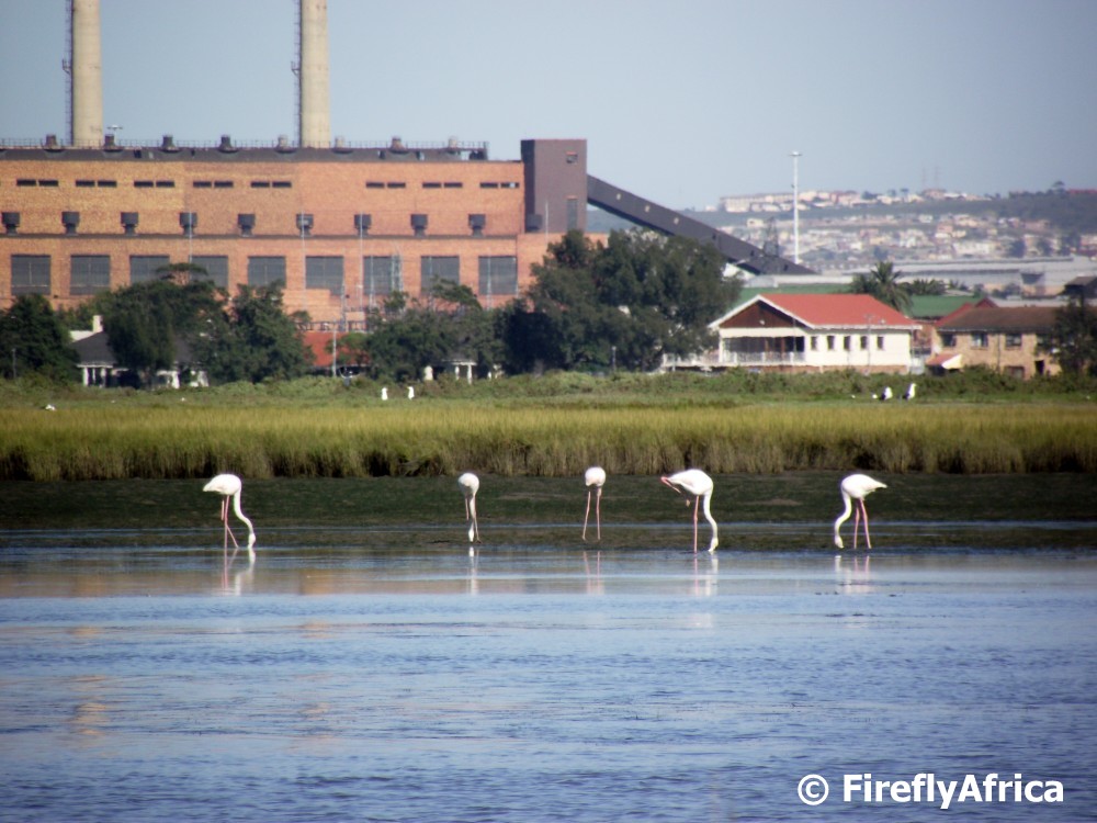 Port Elizabeth Daily Photo: Swartkops flamingo's