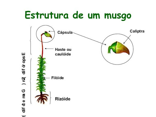 Biologia e Ciências na Cabeça!: maio 2020