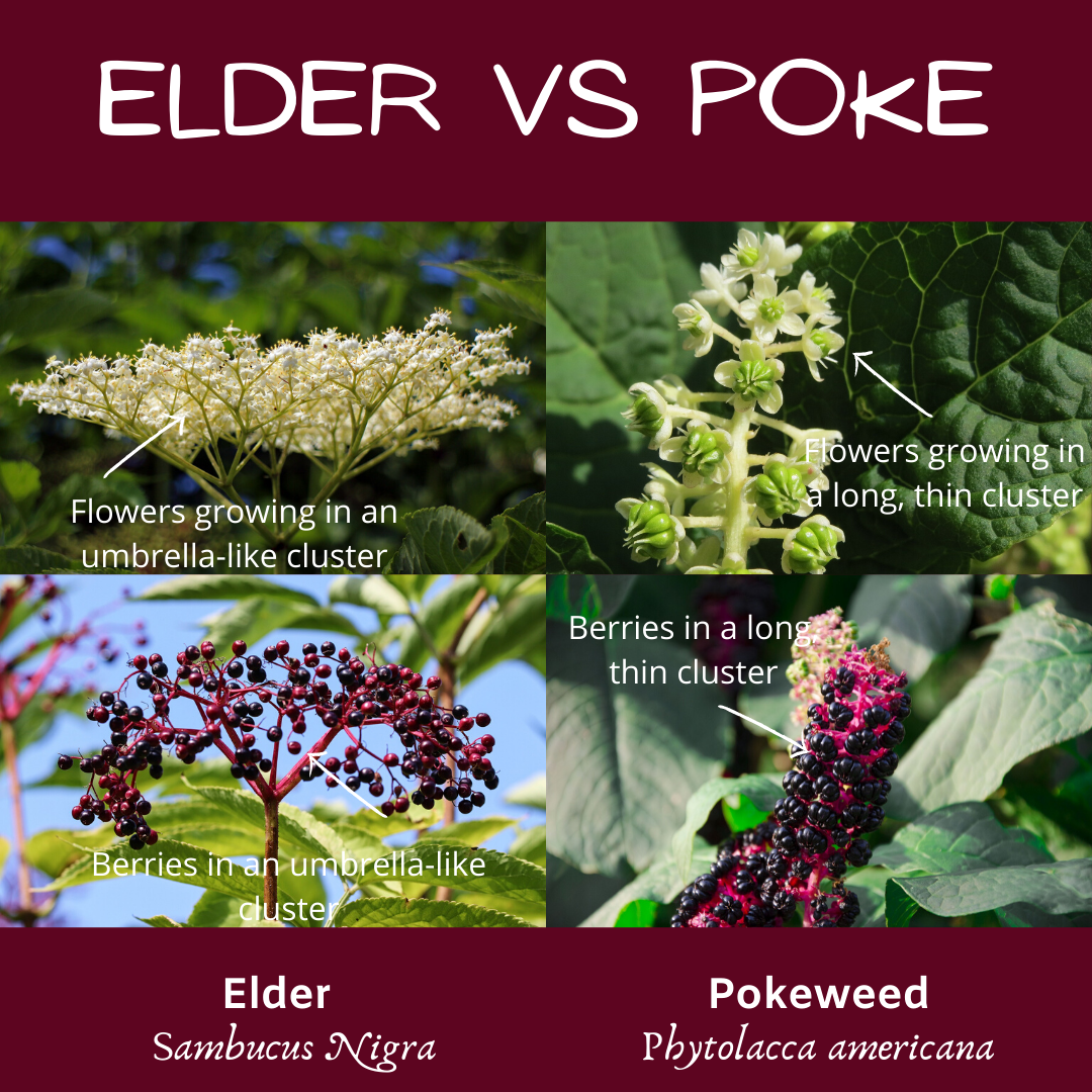 Bat Lady Herbals: Pokeweed