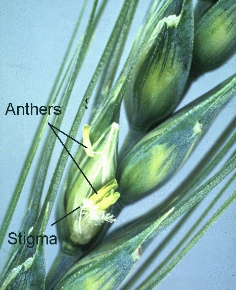 Anthesis of | Anthesis | Define Anthesis at Dictionary com