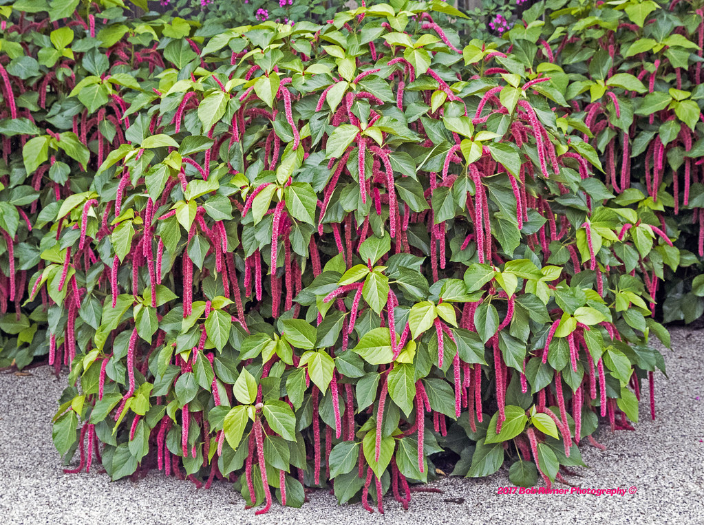 Acalypha care and culture | Travaldo's blog