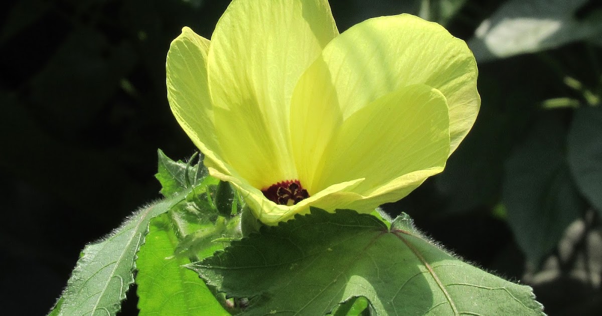 Abelmoschus moschatus (মুসকদানা)