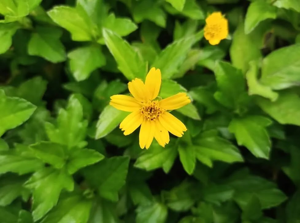 Infinix Note 10 Pro Review; Pro-Performance, Pro-Price