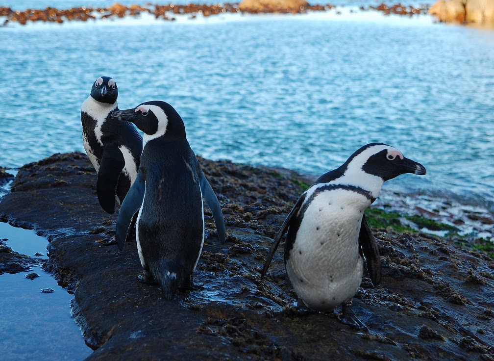 Espacio dedicado a la naturaleza: Pingüino africano o del cabo ...