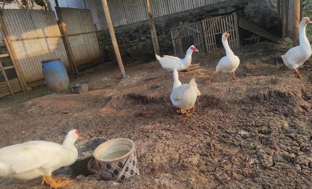 Jenis-jenis Entok Yang Ada Di Indonesia