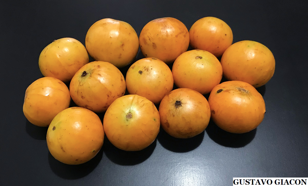 Viveiro Ciprest - Plantas Nativas e Exóticas: Cambucá ( Plinia edulis )