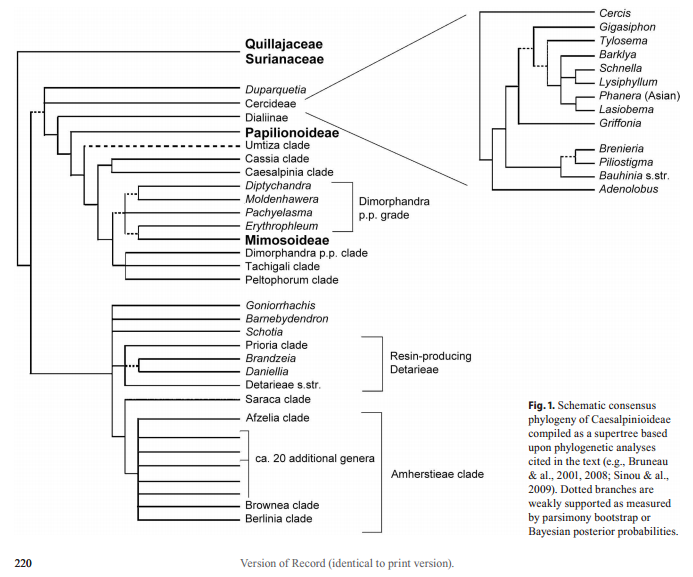 Fabaceae - Leguminosae no Brasil: Legume phylogeny and classification ...