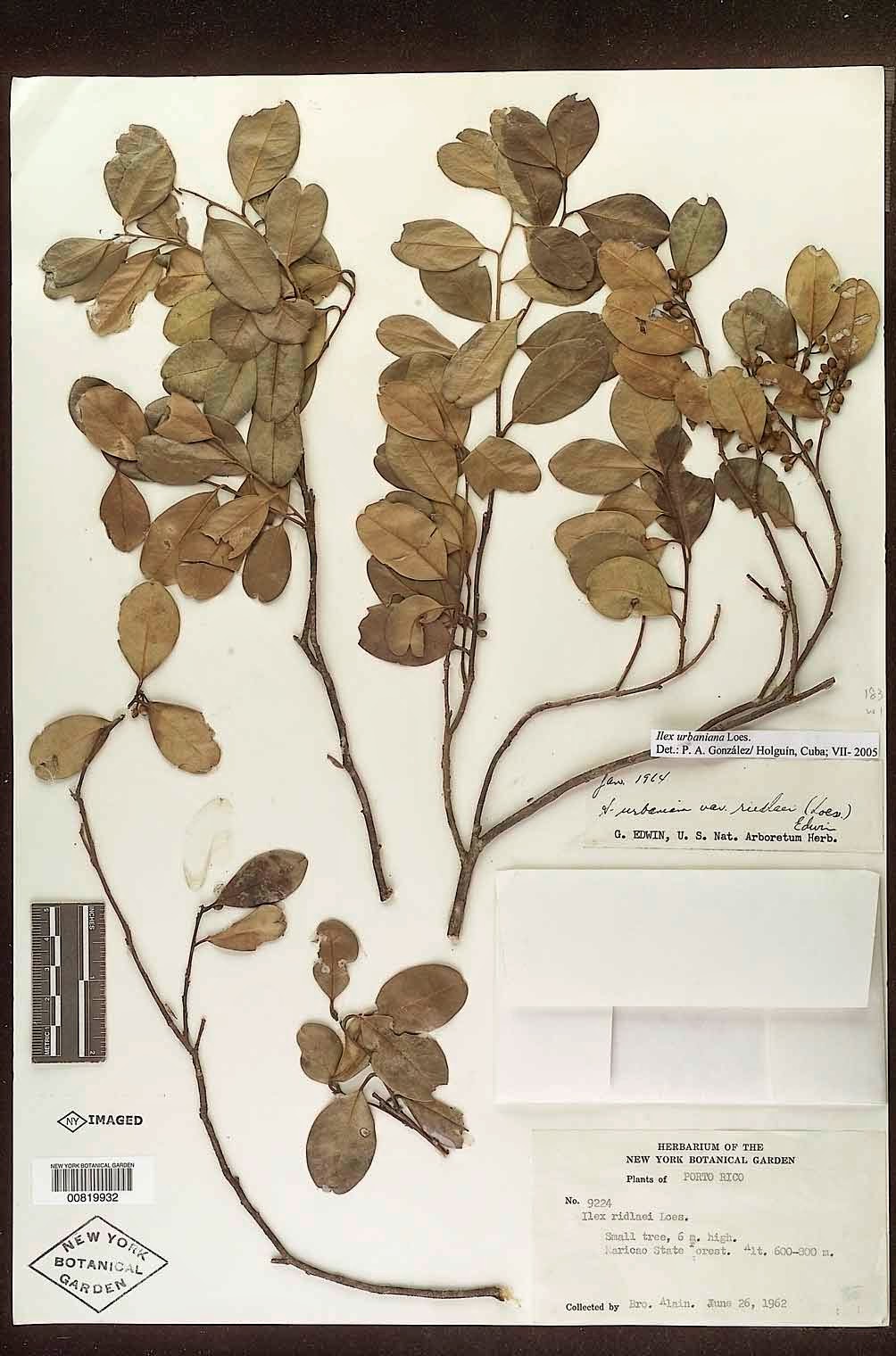 Flora de Puerto Rico Ilustrada Papo Vives: AQUIFOLIACEAE ILEX URBANIANA ...