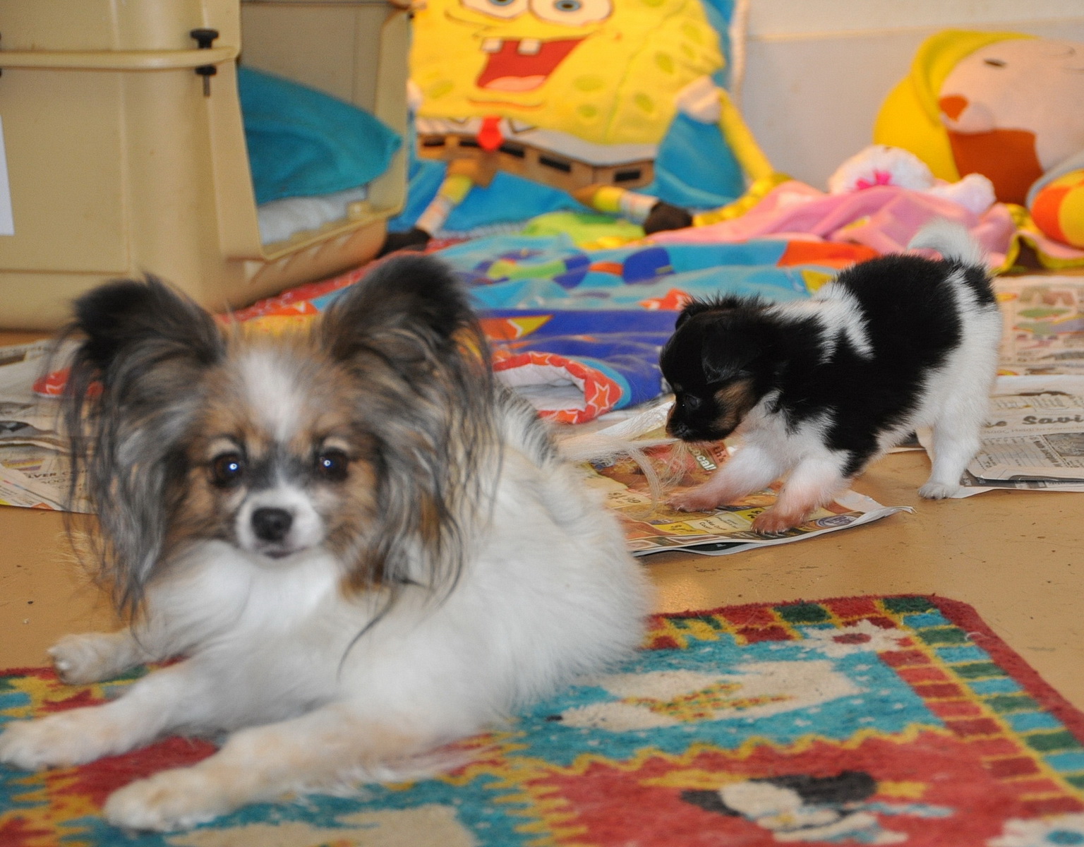 Road's End Papillons : 4.5 week old Papillon Puppies