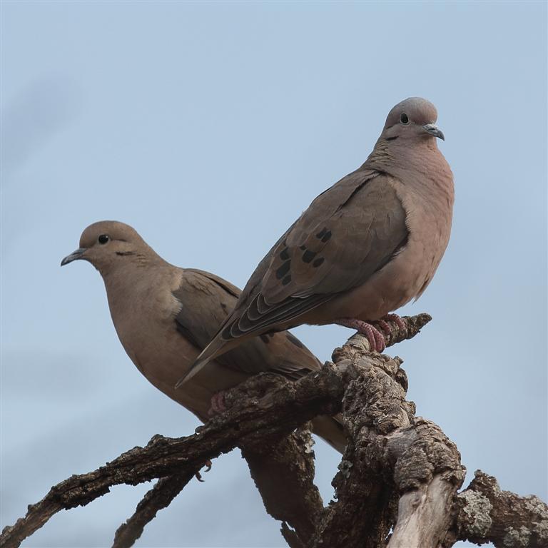 mis fotos de aves: 08/07/11