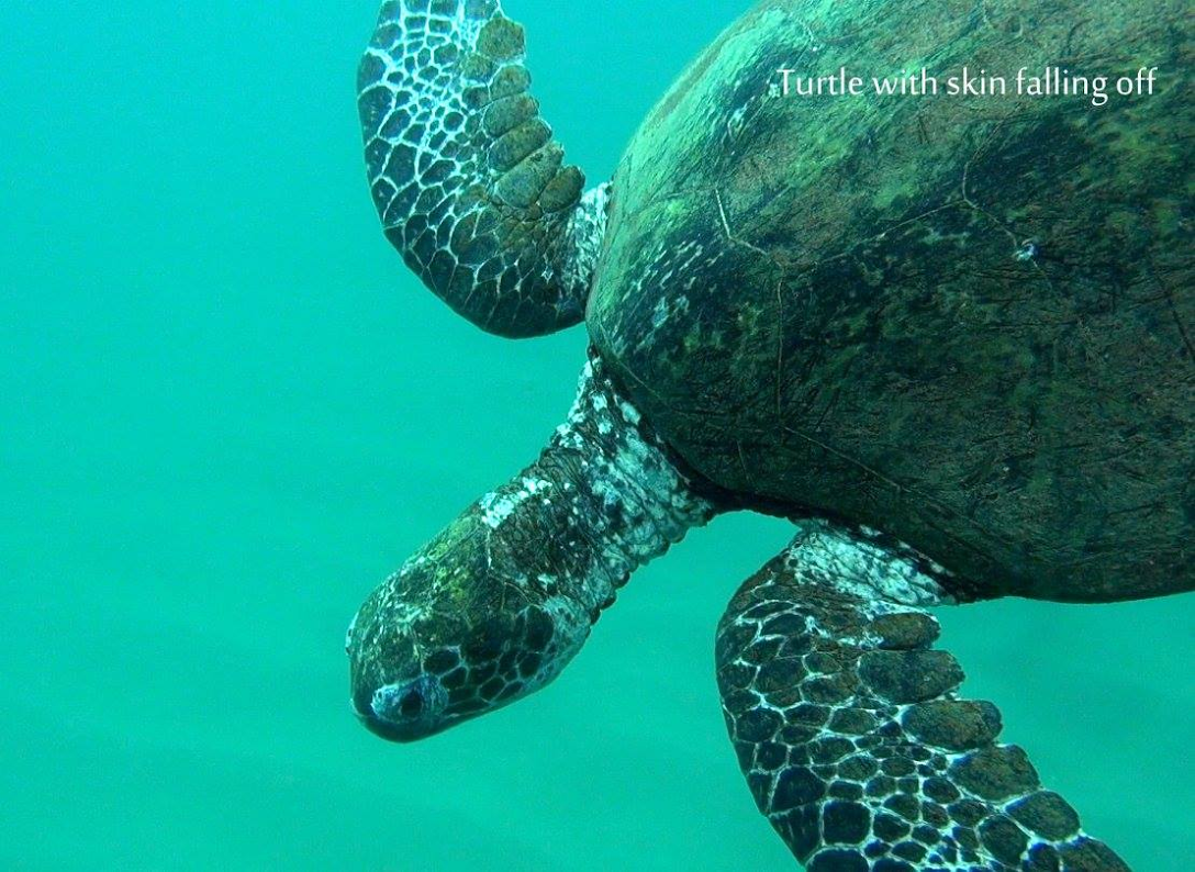 RACHELS-CARSON OF TODAY: ON THE BRINK SPECIAL REPORT: HONOURING MOTHER ...