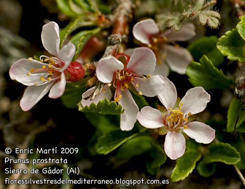 Rosaceae: Prunus prostrata - Flores Silvestres del Mediterráneo