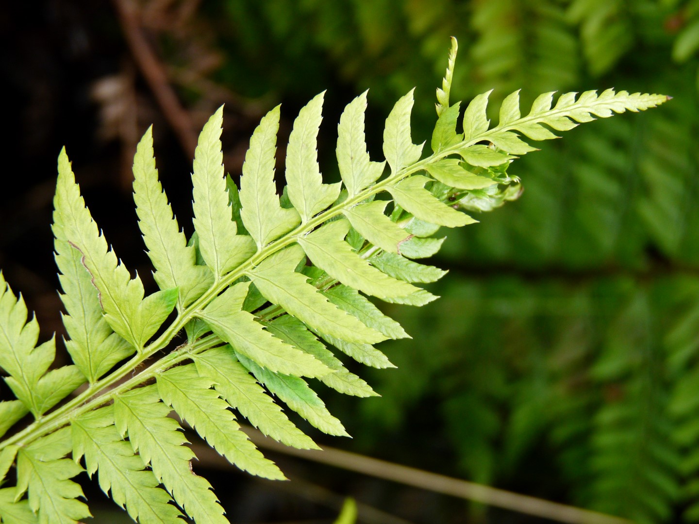 Hutton Roof's Special Ferns and More: Polystitchum aculeatum (Hard ...