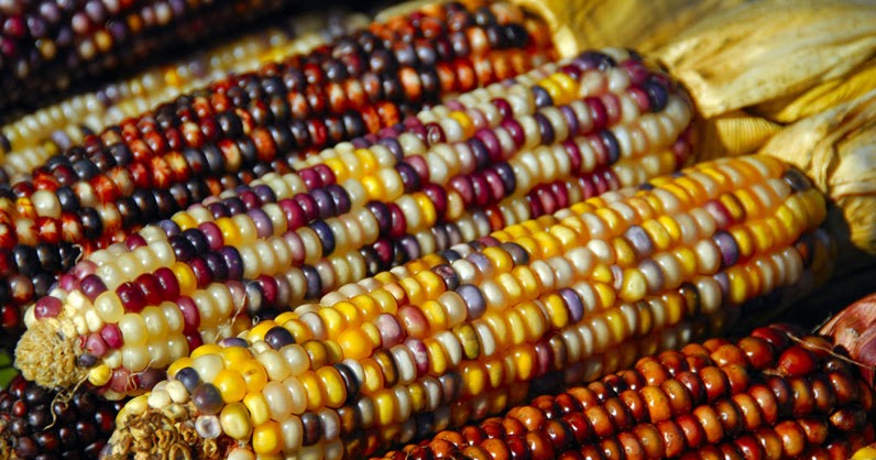 The Book Shelf: The Arikara Legend of the Corn (Native American Tale ...